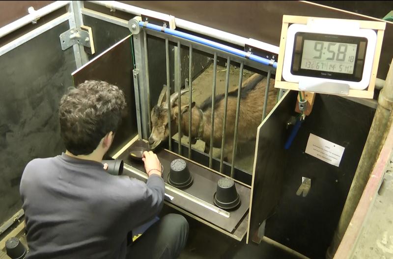 Are Goats Smart? Revealing Goat Intelligence - Goat Journal